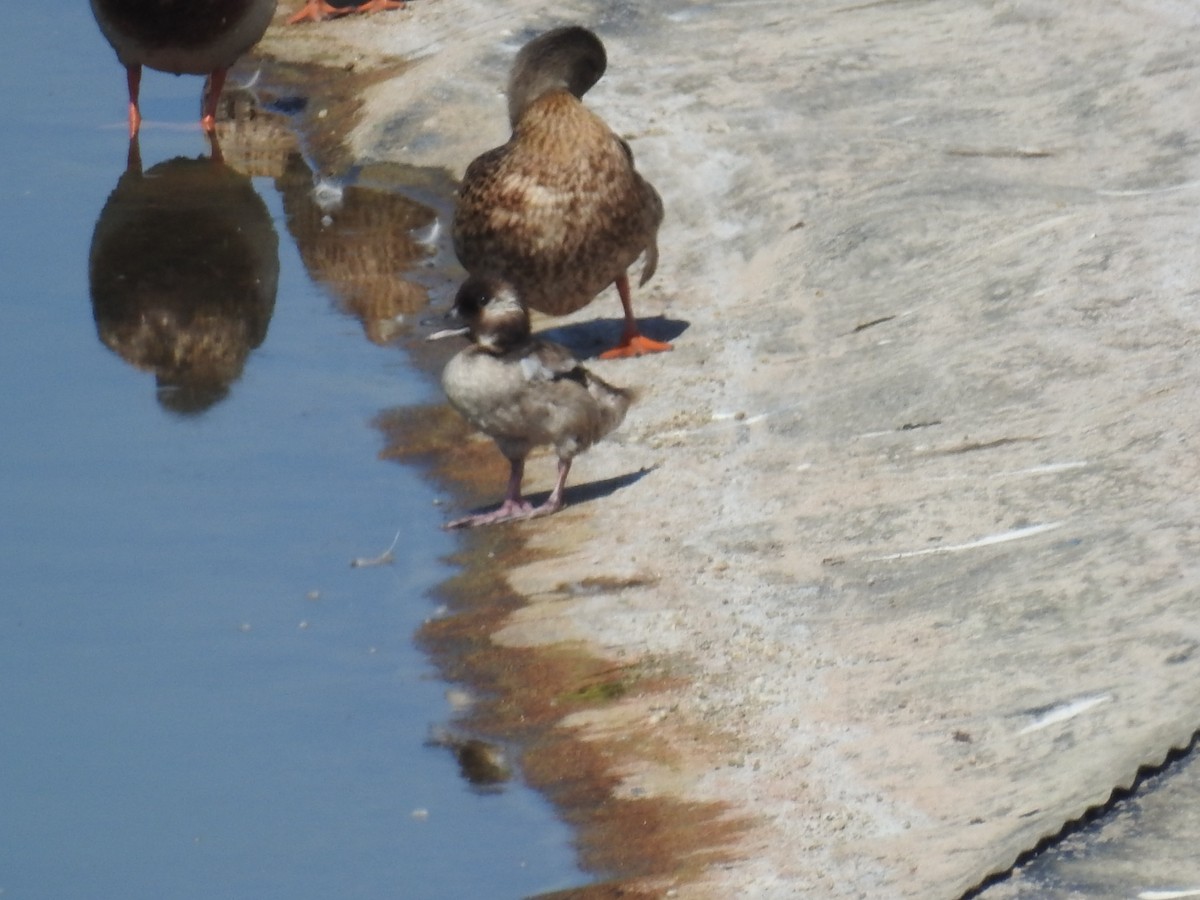 eBird Checklist - 6 Sep 2022 - Sedona Wetlands Preserve - 24 species