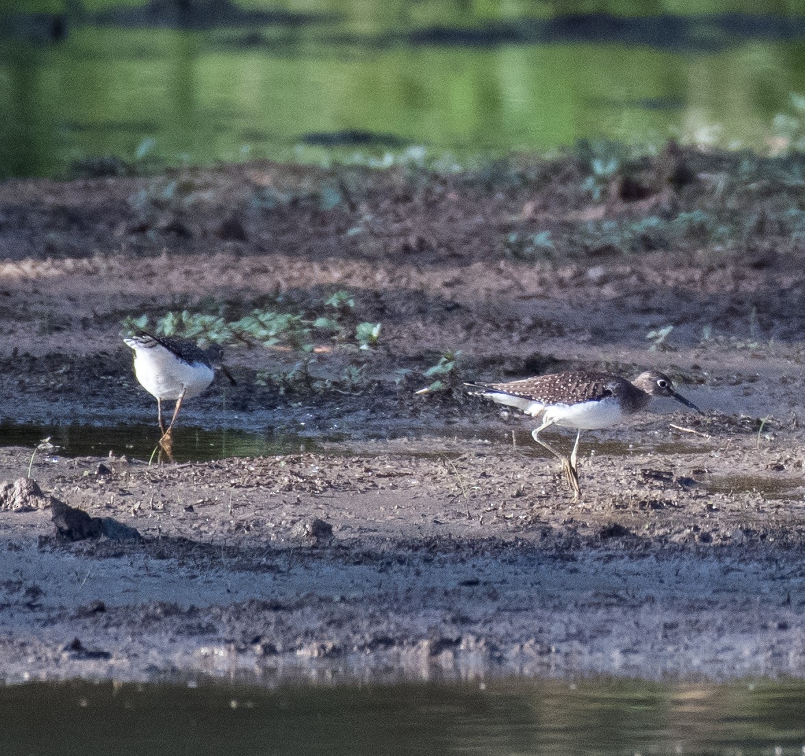 North Carolina Bird Atlas Checklist - 6 Sep 2022 - Brumley Nature ...