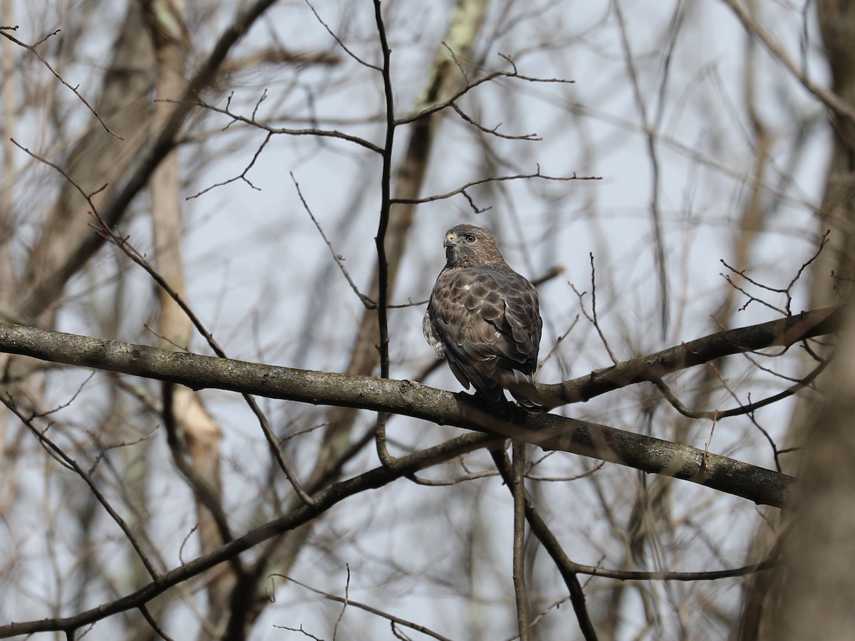 eBird Checklist - 10 Apr 2022 - Lake Towhee County Park - 32 species