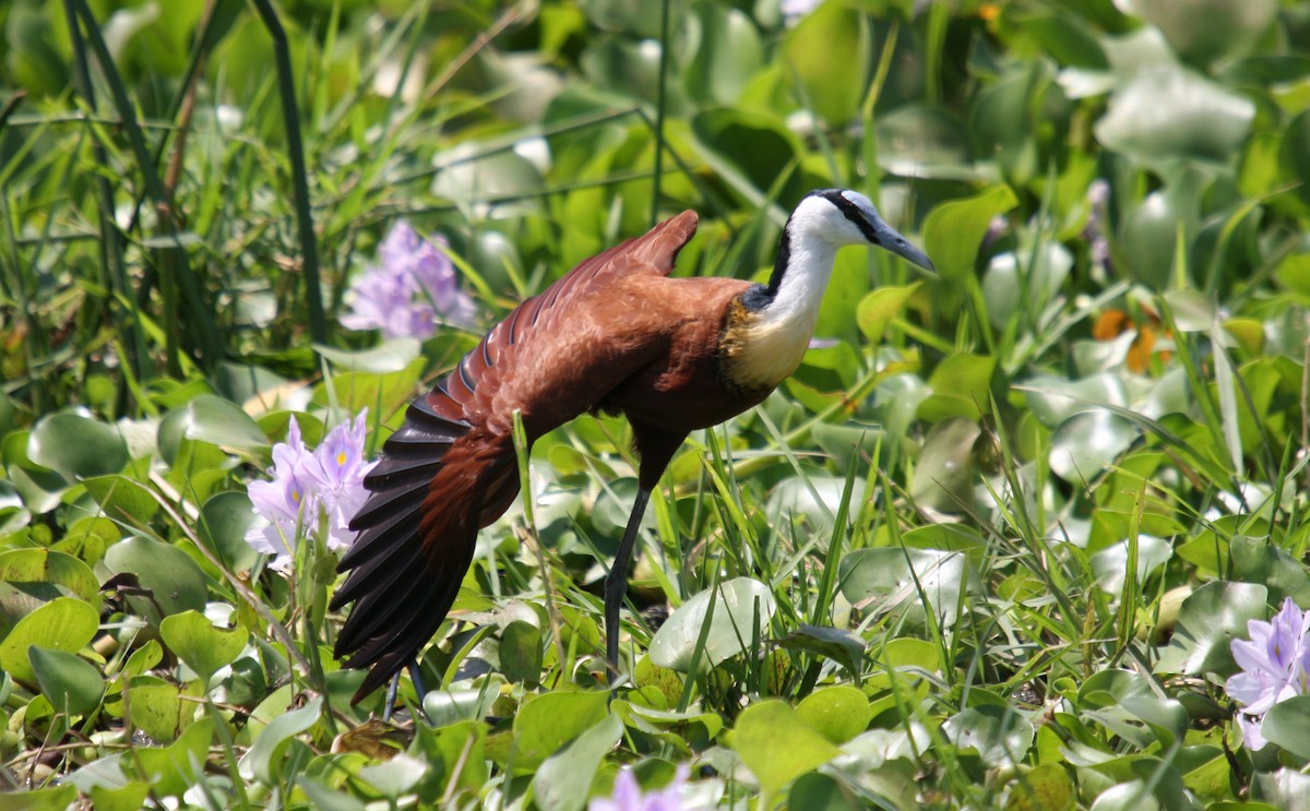 eBird Checklist - 6 Jan 2011 - Mabamba Swamp - 7 species