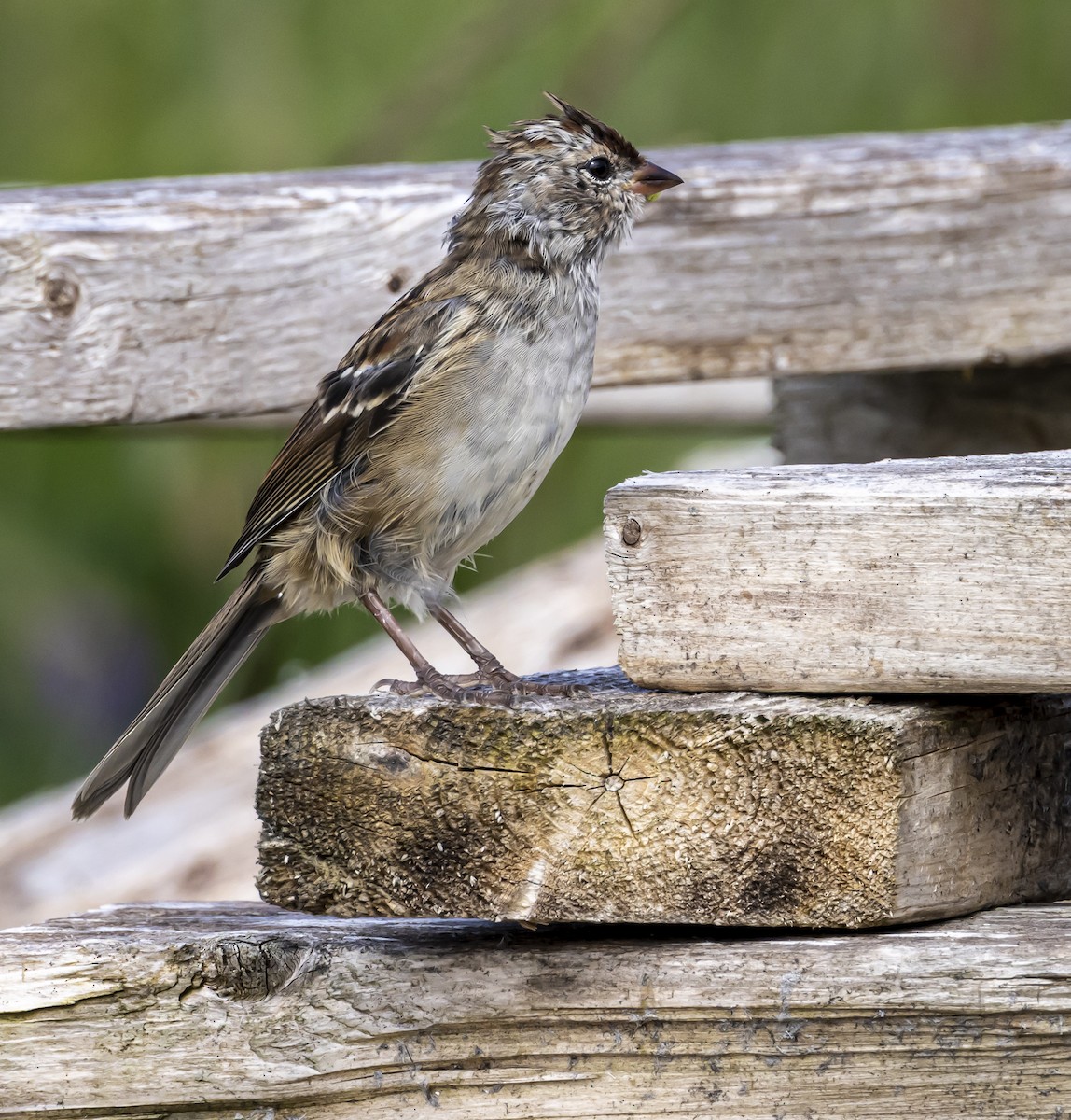 eBird Checklist - 21 Aug 2022 - St. Anthony Bay - 7 species (+1 other taxa)