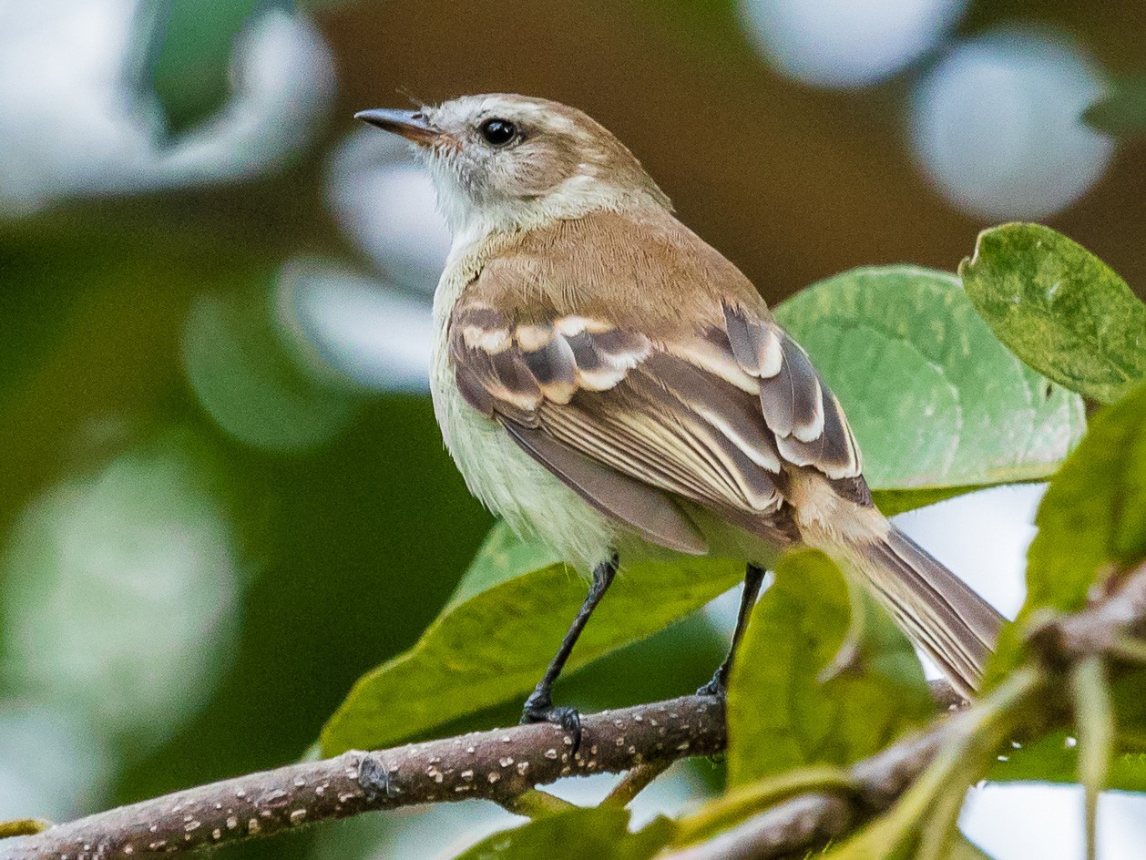 Northern Mouse-colored Tyrannulet - eBird