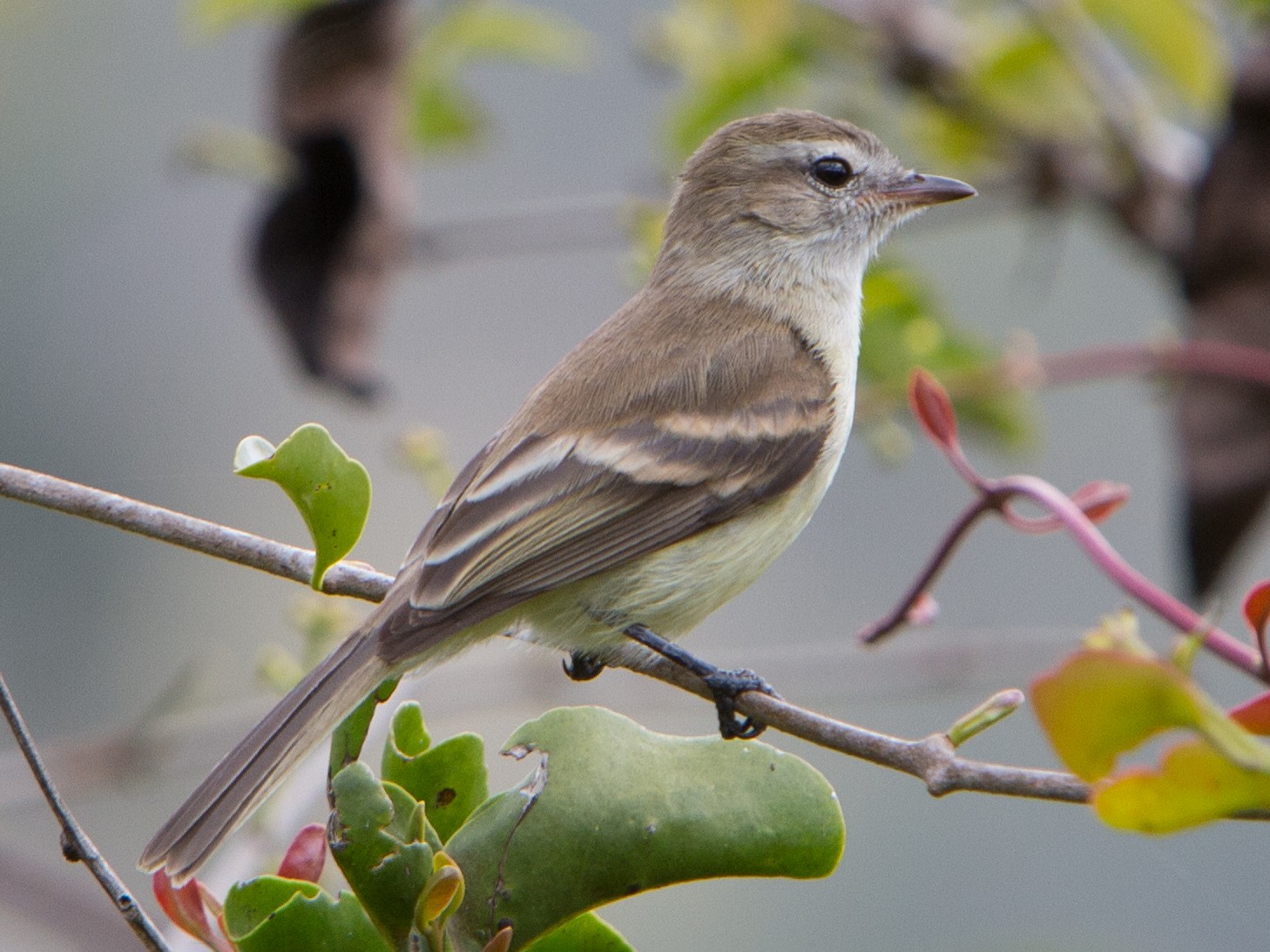 Northern Mouse-colored Tyrannulet - eBird