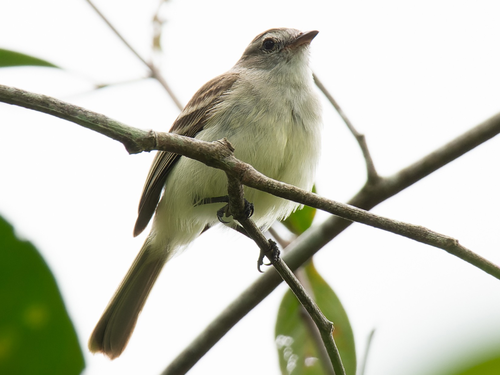 Northern Mouse-colored Tyrannulet - eBird