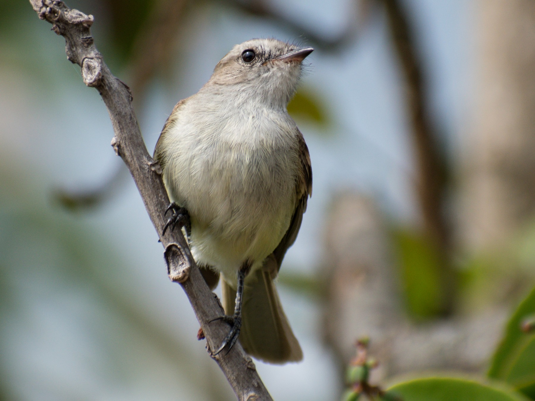 Northern Mouse-colored Tyrannulet - eBird