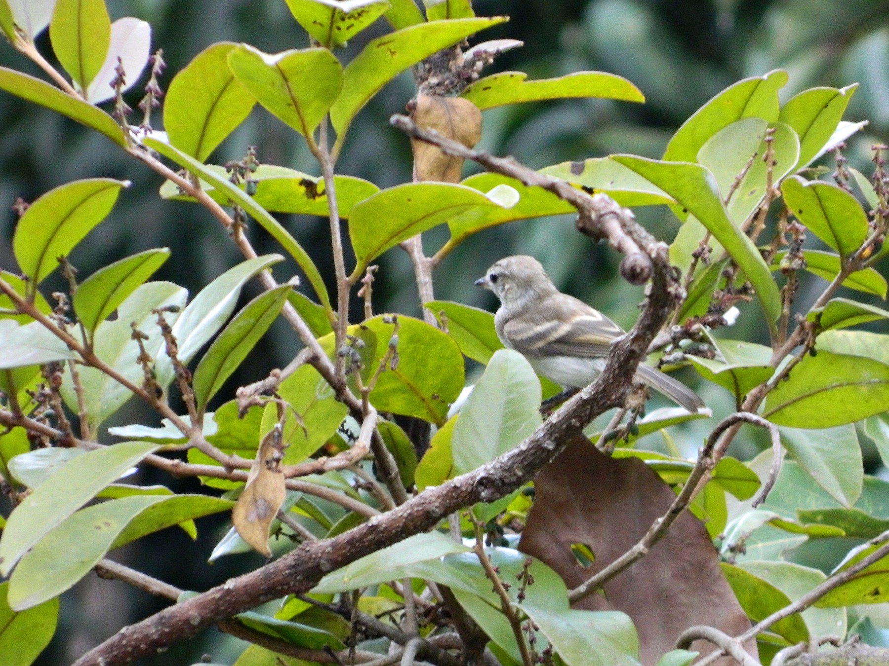 Northern Mouse-colored Tyrannulet - eBird