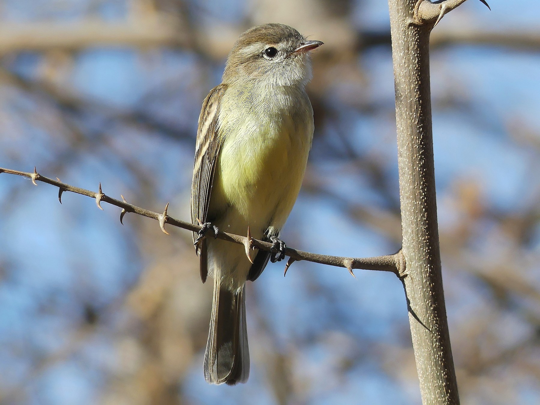 Southern Mouse-colored Tyrannulet - eBird