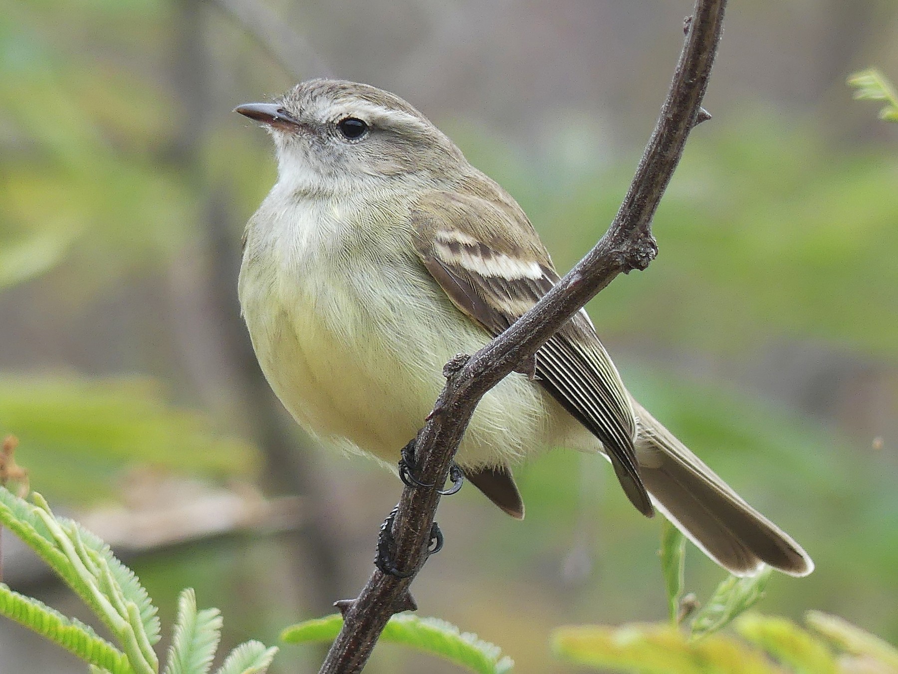 Southern Mouse-colored Tyrannulet - eBird