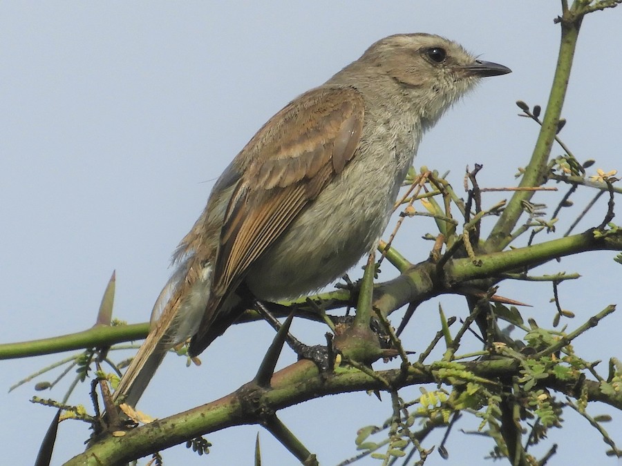 Mouse-colored Tyrannulet (Tumbes) - eBird