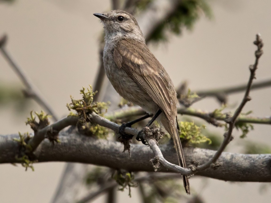 Mouse-colored Tyrannulet (Tumbes) - eBird