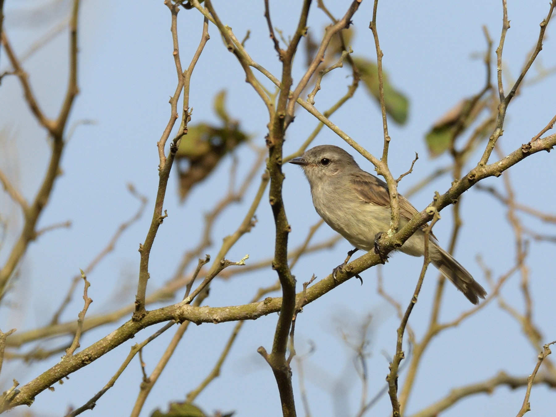 Mouse-colored Tyrannulet (Tumbes) - eBird