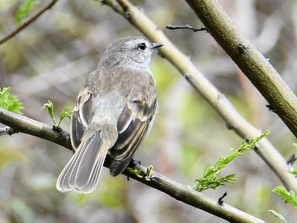 Marañon Tyrannulet - eBird