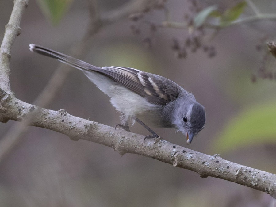 Piojito del Marañón - eBird