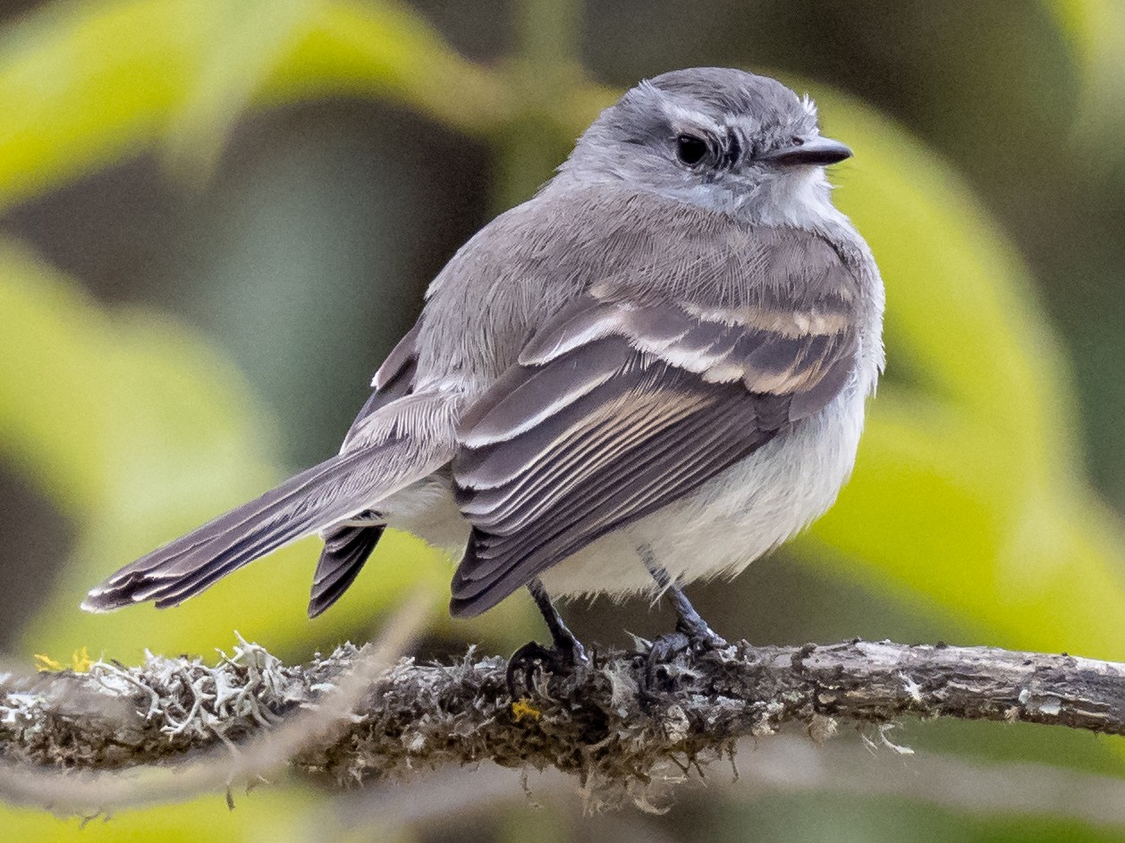 Piojito Pardo del Marañón - eBird