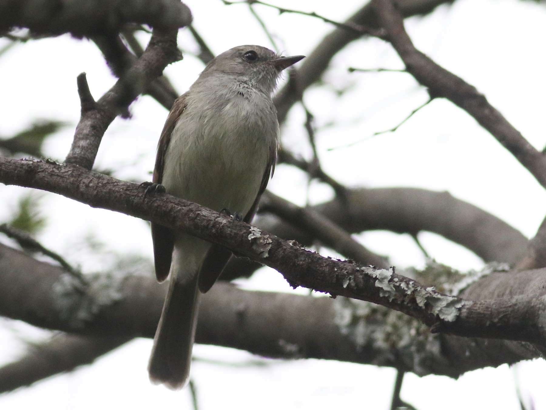 Piojito del Marañón - eBird