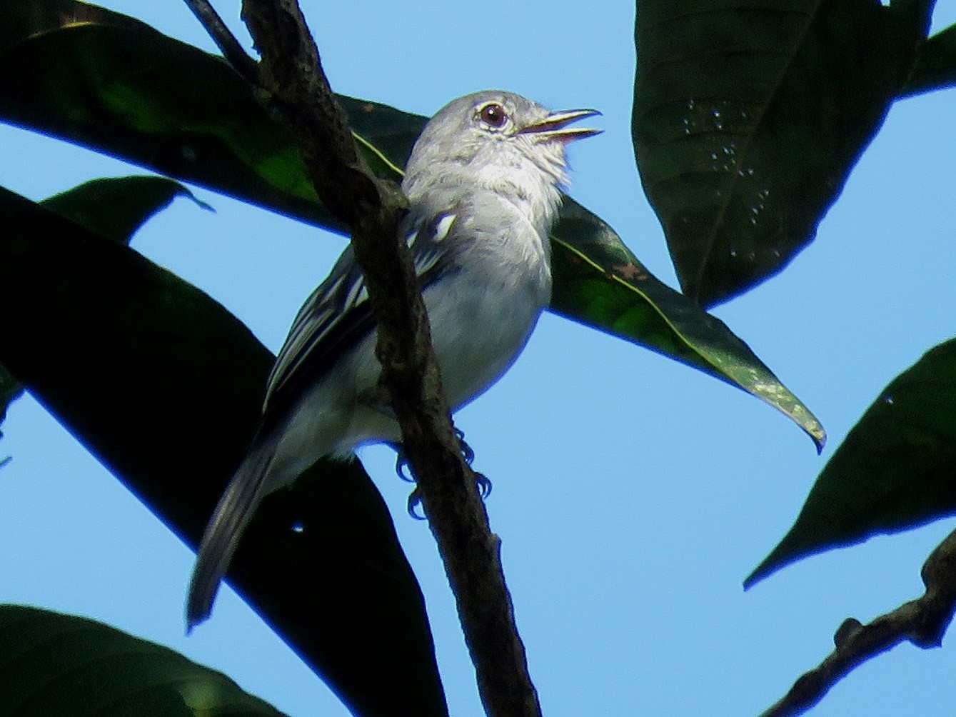 Fiofío Gris (parambae/absita) - eBird