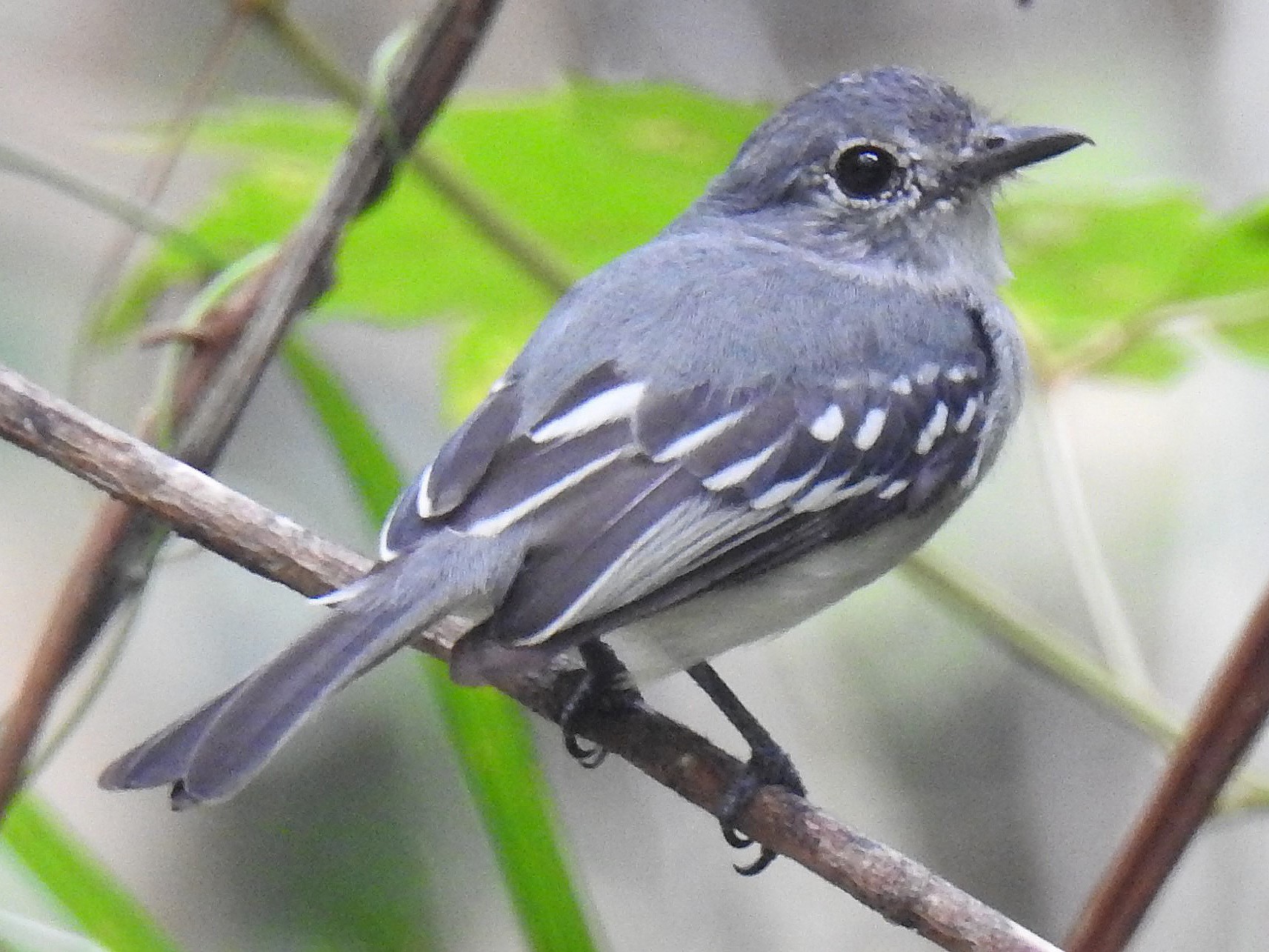 Fiofío Gris (parambae/absita) - eBird
