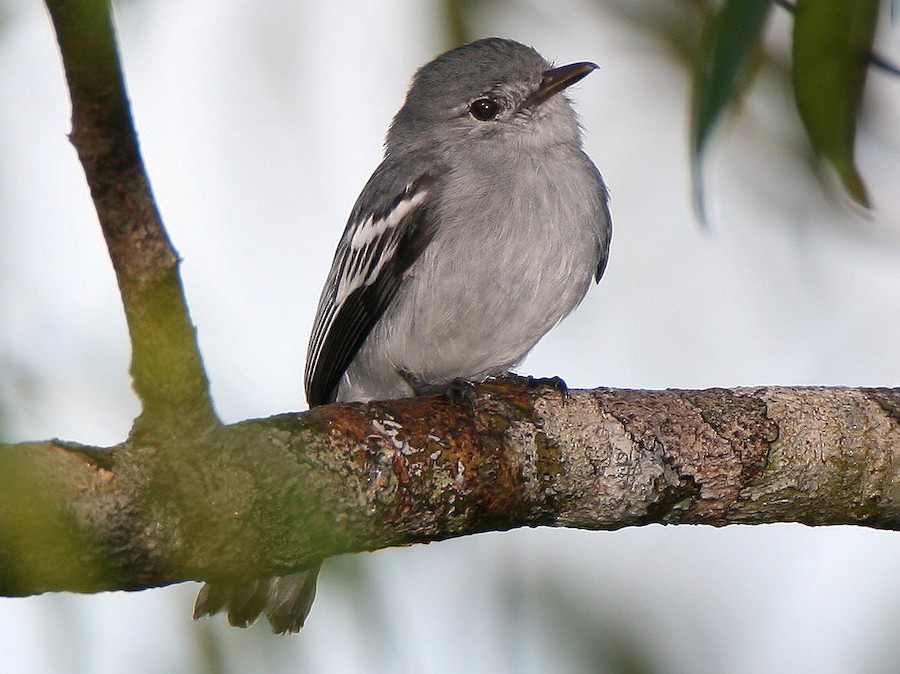 Fiofío Gris (cinerea) - eBird