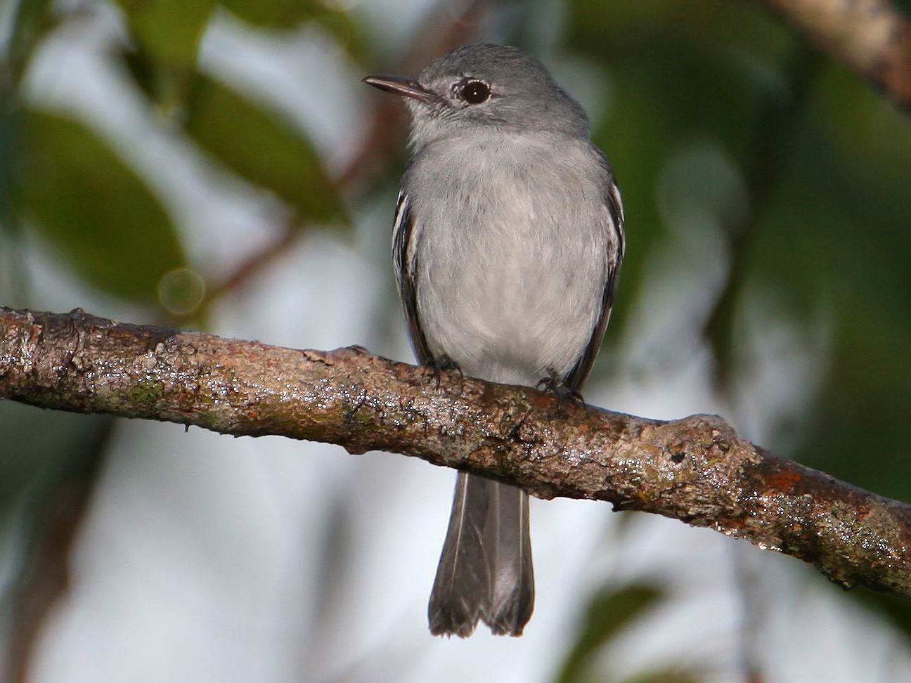 Fiofío gris (cinerea) - eBird