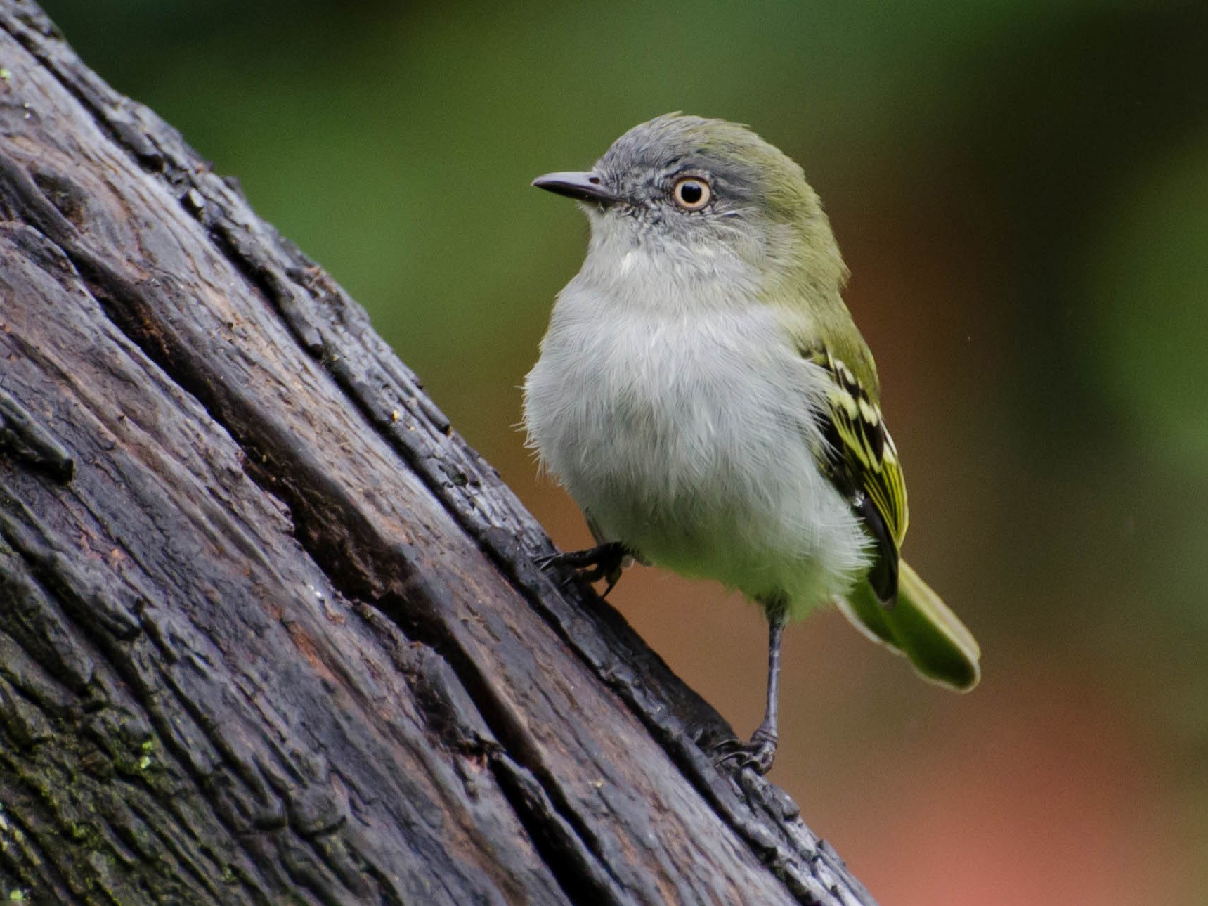 Gray-headed Elaenia - eBird