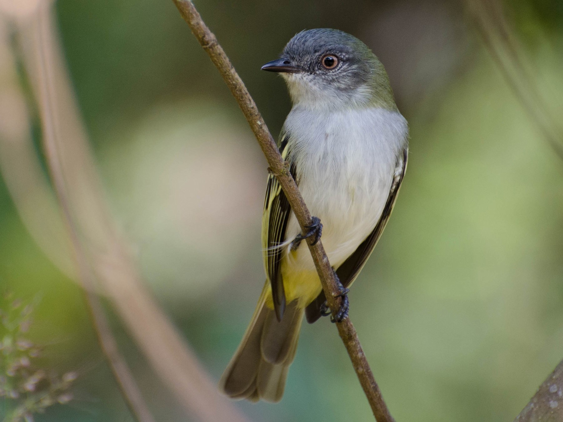 Fiofío Gris (caniceps) - eBird