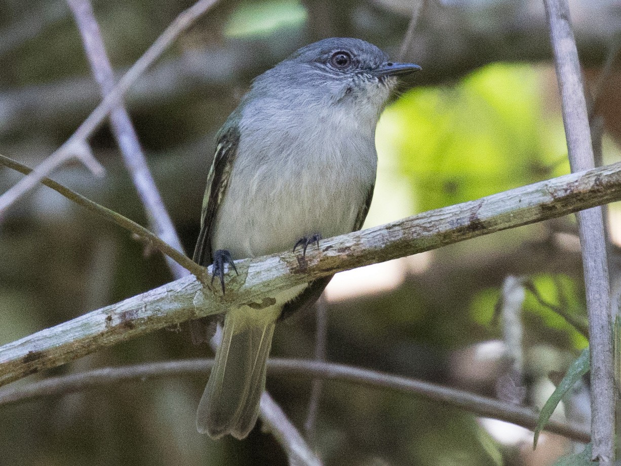 Grey-headed Elaenia - eBird