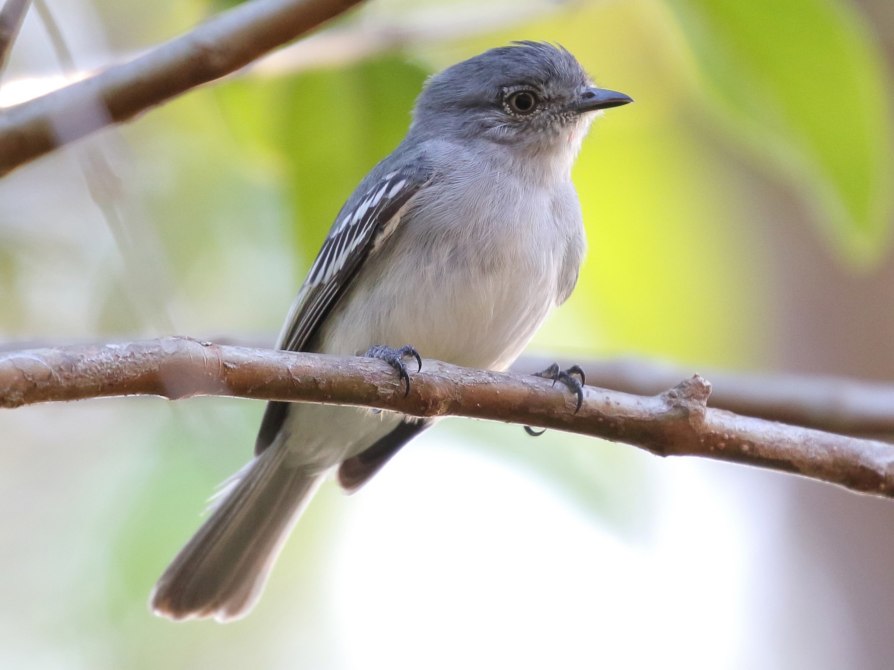 Fiofío gris (caniceps) - eBird