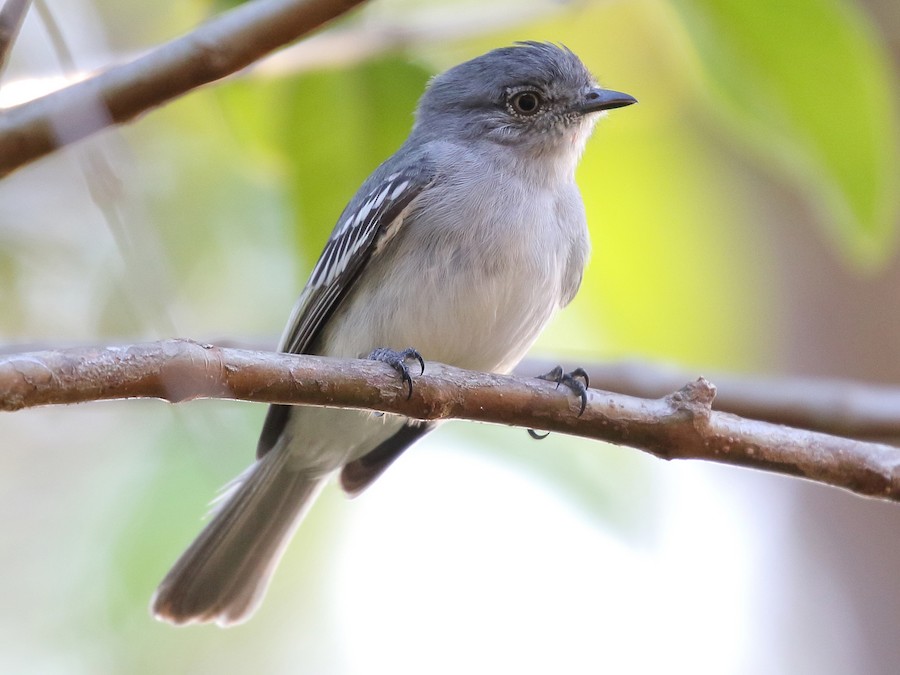 Grey-headed Elaenia - eBird