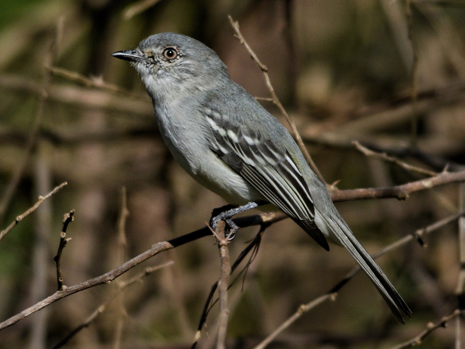 Grey-headed Elaenia - eBird