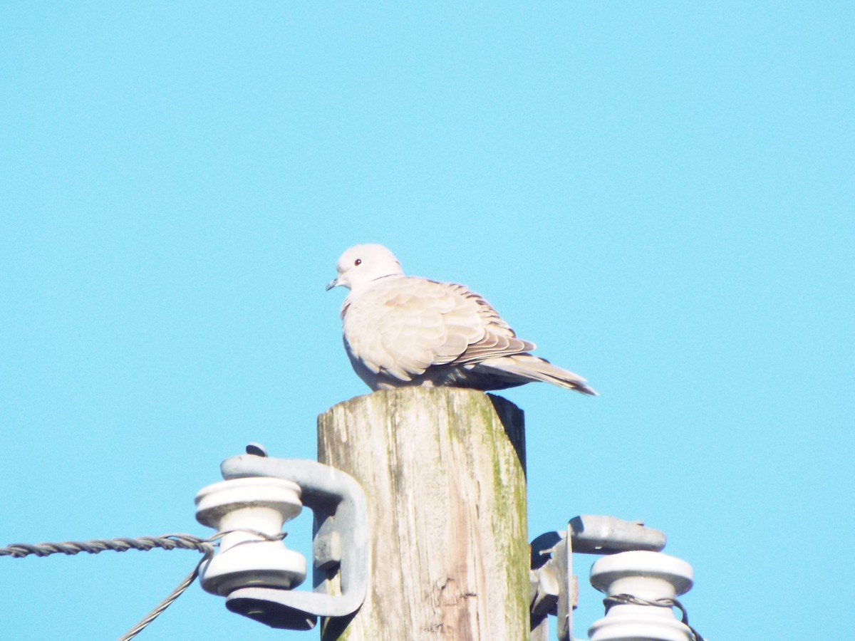 eBird Checklist - 23 Jan 2022 - 18102 Whyte Hardee Blvd, Hardeeville US ...