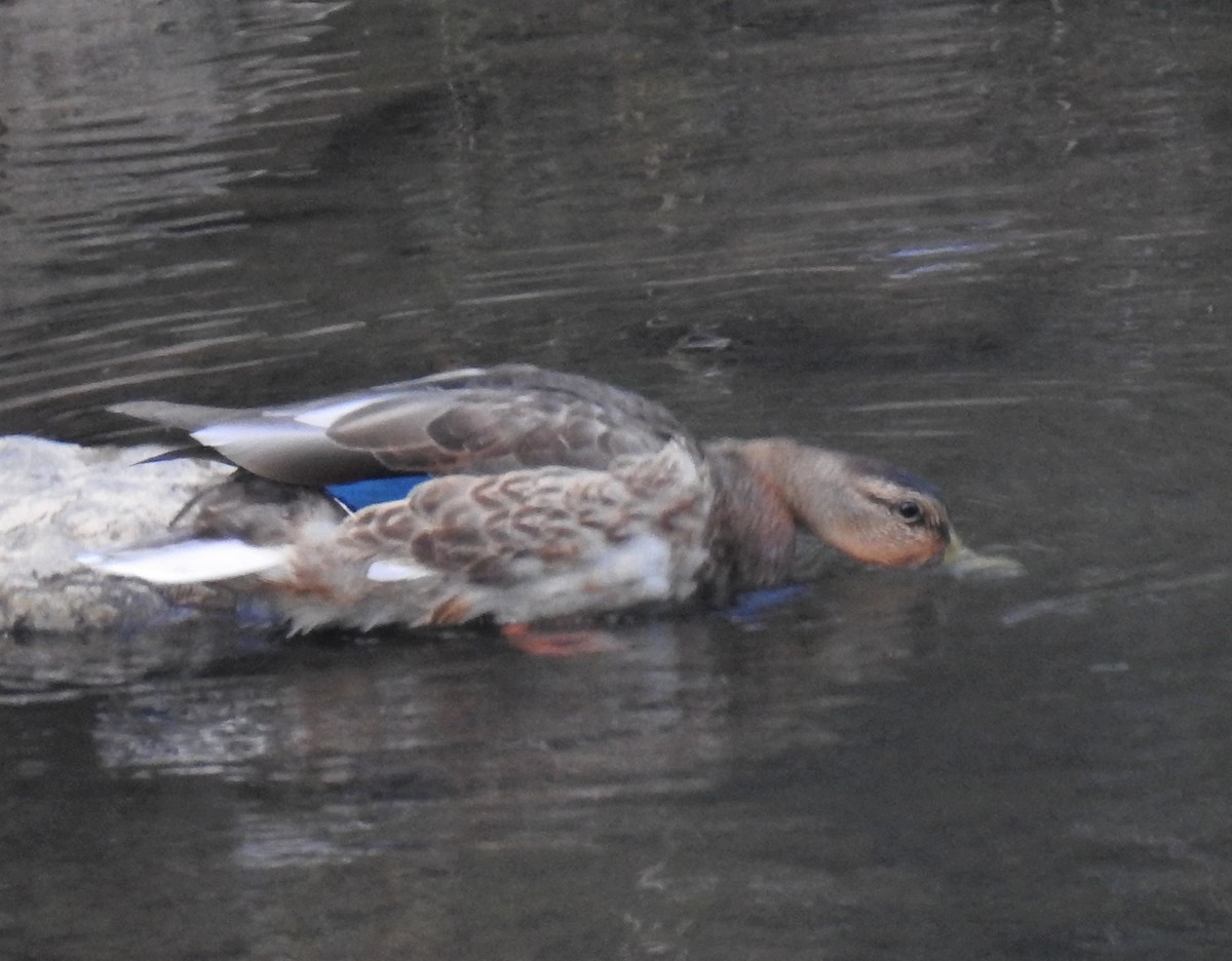 eBird Checklist - 7 Sep 2022 - Hulett Ranch (Private) - 28 species