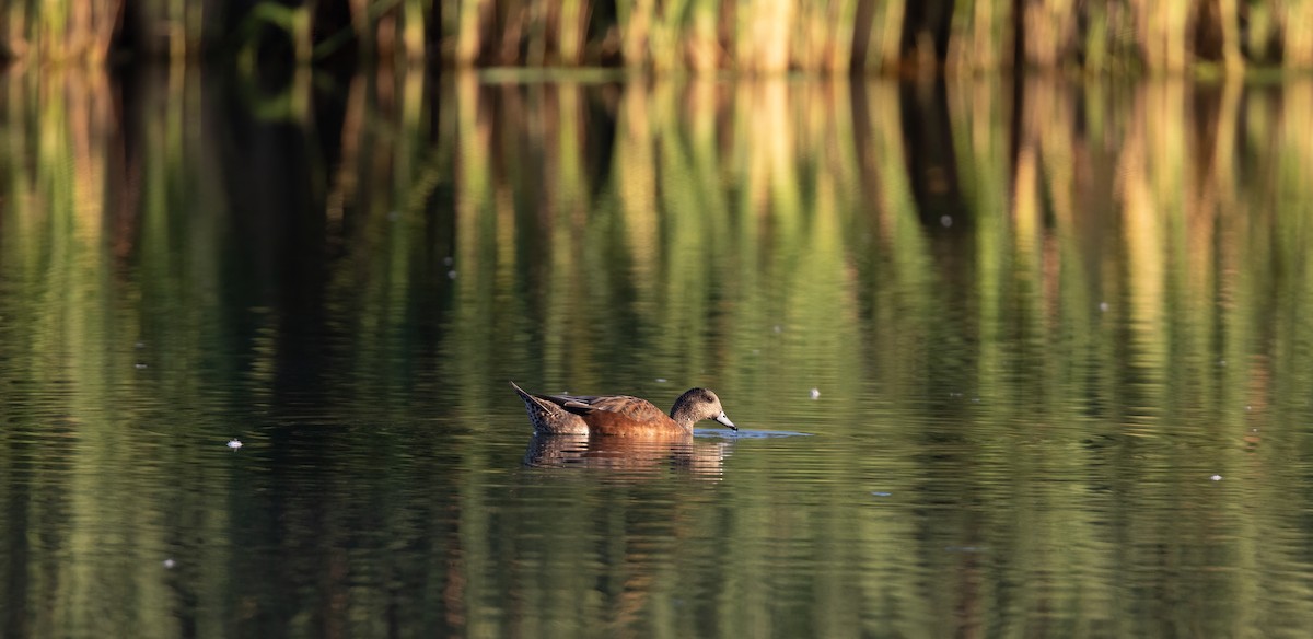eBird Checklist - 7 Sep 2022 - Riparian Preserve at Gilbert Water Ranch ...