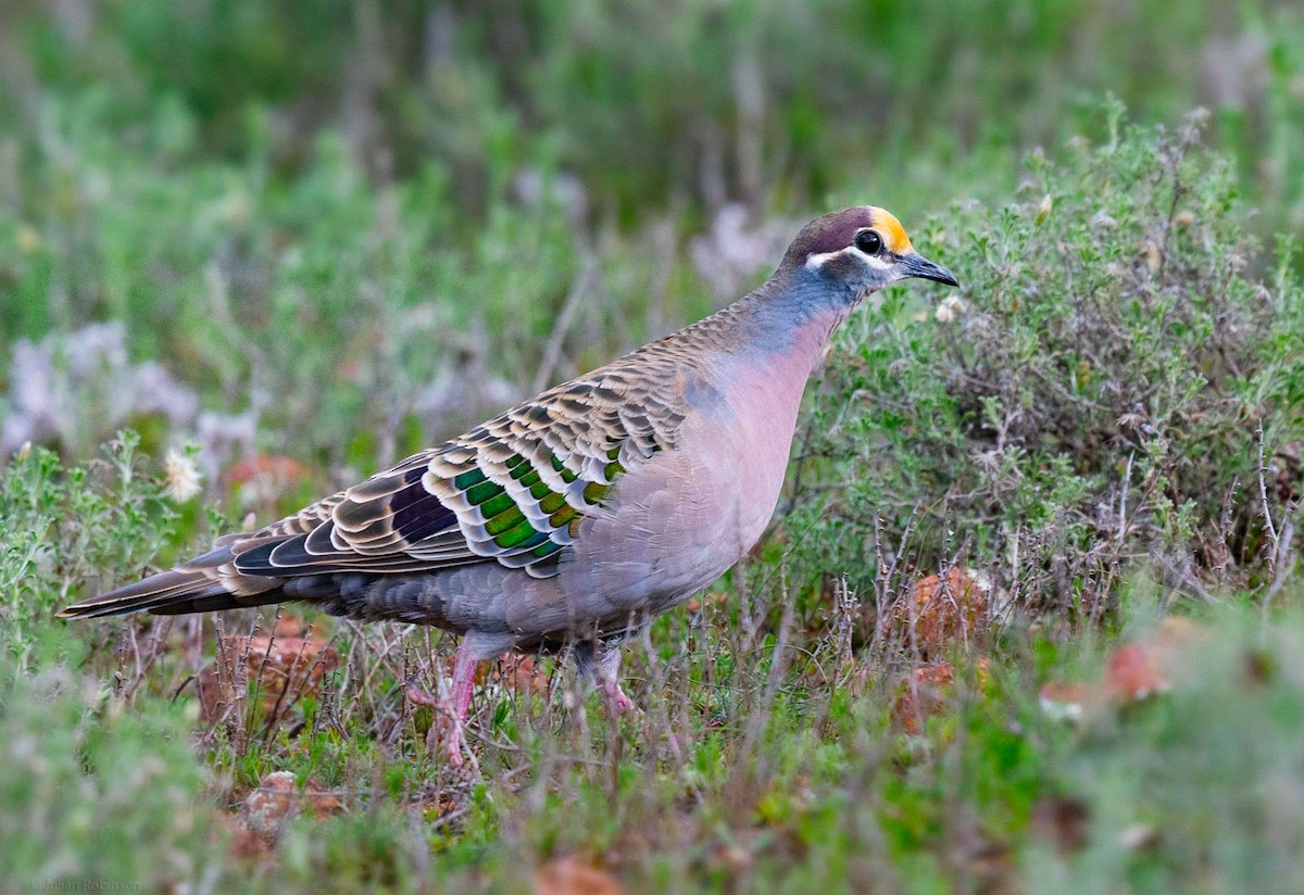 eBird Checklist - 29 Jun 2022 - Gawler Ranges National Park--Mattera ...