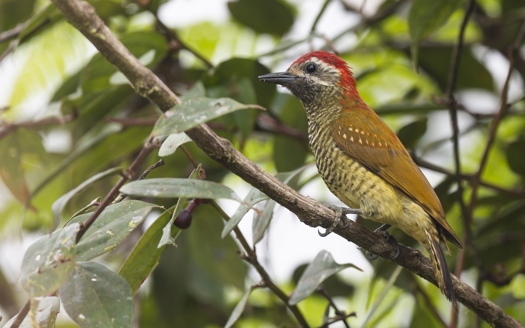 Yellow-vented Woodpecker - eBird