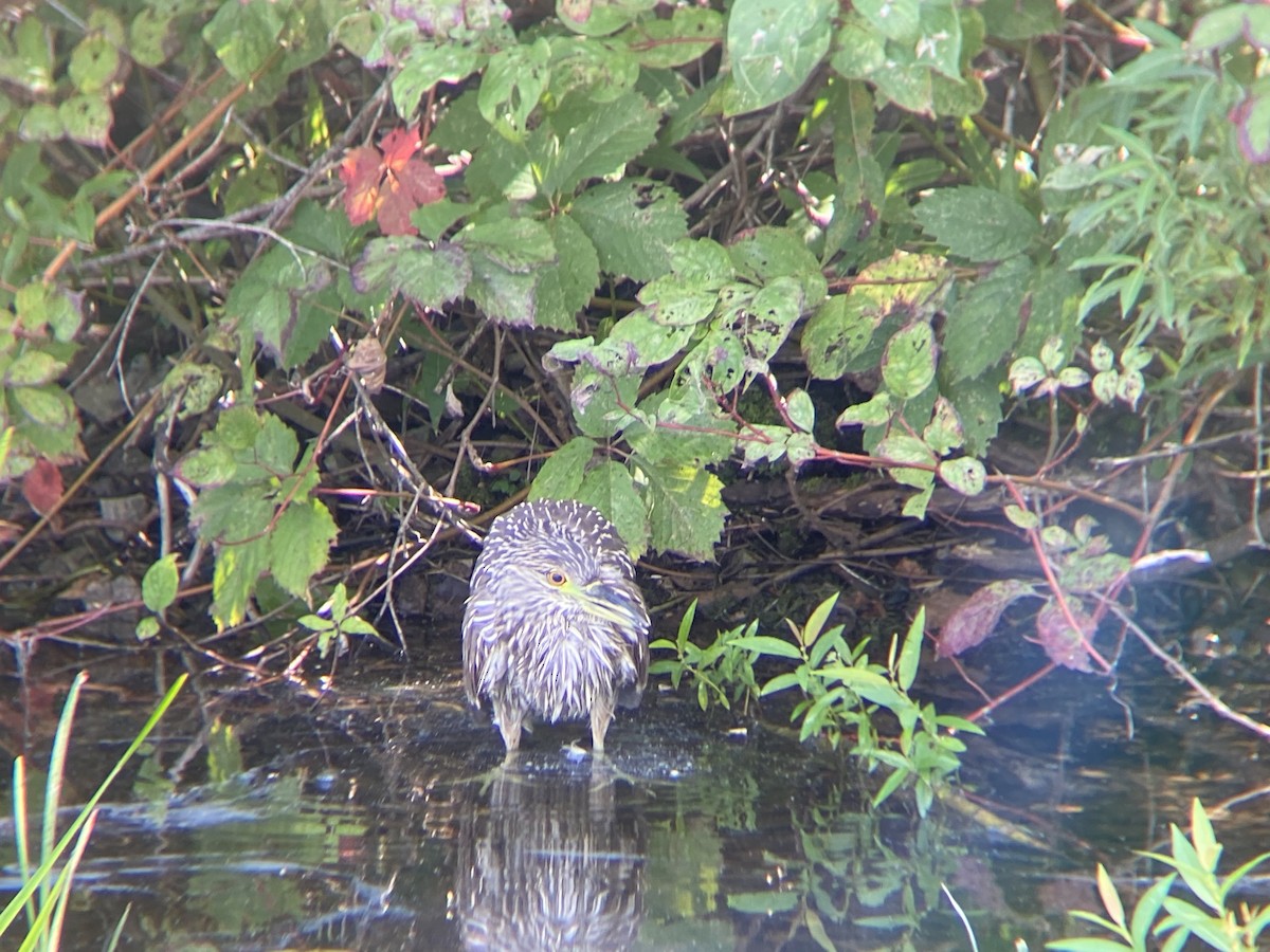 eBird Québec Checklist - 8 Sep 2022 - Lac des Nations - 16 species