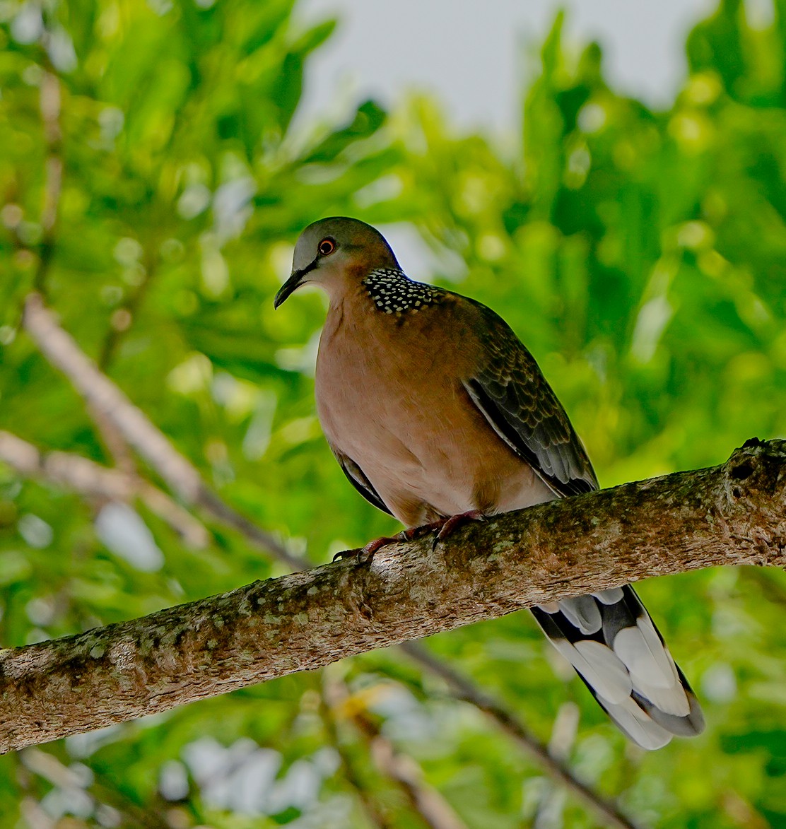 eBird Checklist - 24 Aug 2022 - Manoa Cliffs Trail - 15 species