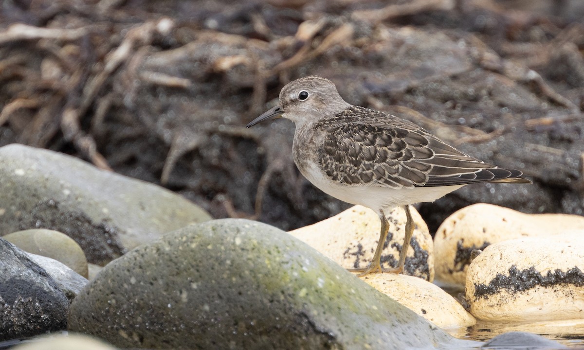 Alaska eBird Checklist - 3 Sep 2022 - Shemya Island--Eareckson AS ...