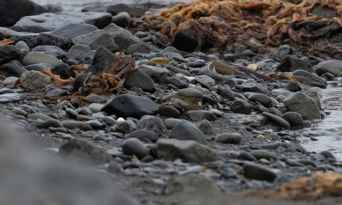 Alaska eBird Checklist - 3 Sep 2022 - Shemya Island--Eareckson AS ...