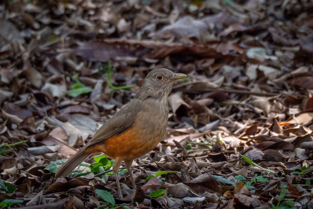 ML482530771 - Rufous-bellied Thrush - Macaulay Library