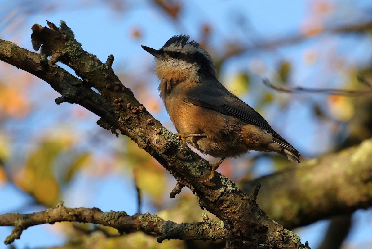 eBird Checklist - 9 Sep 2022 - Cressmoor Court - 3 species