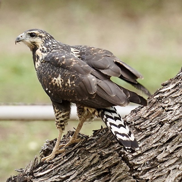 Common Black Hawk