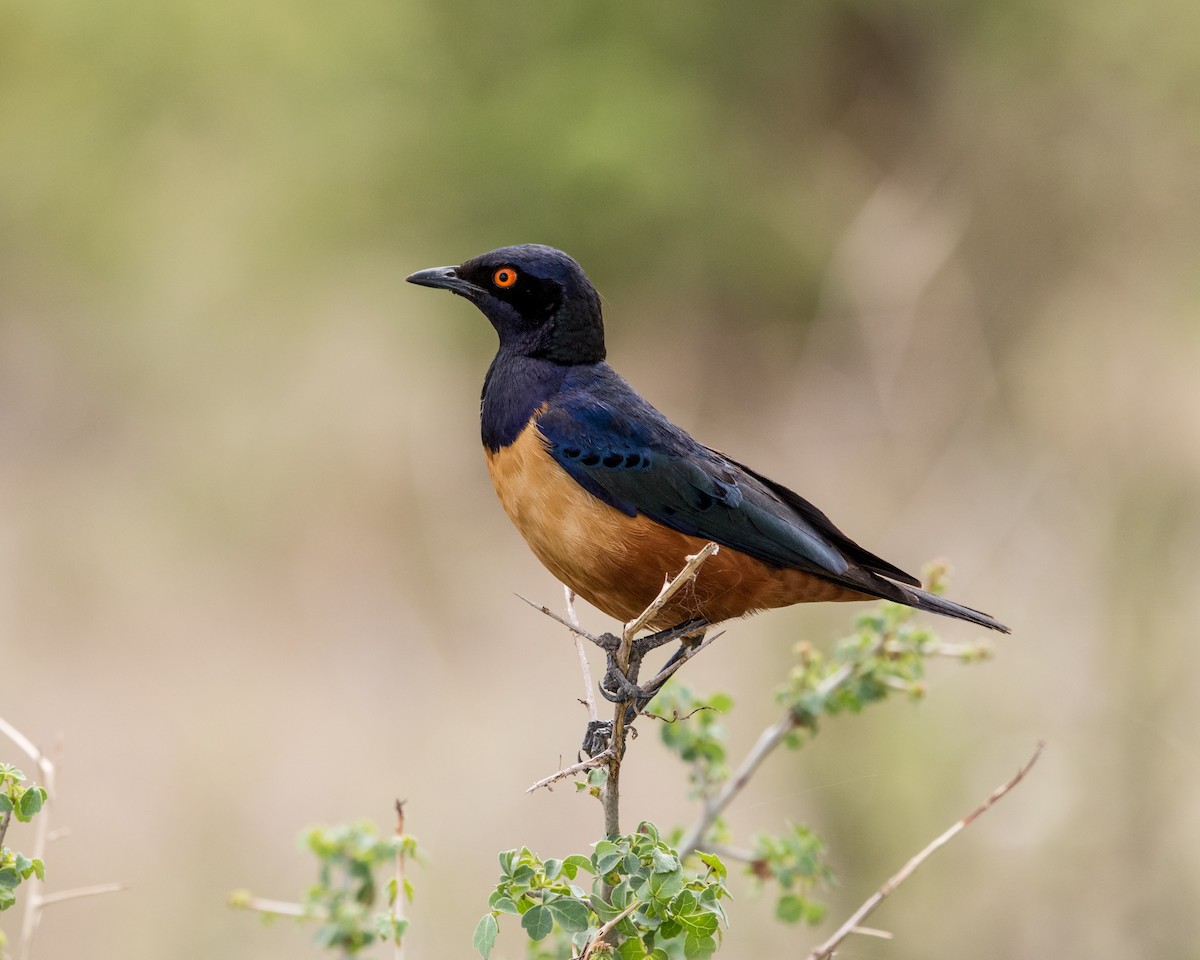 Hildebrandt's Starling - Lamprotornis hildebrandti - Birds of the World