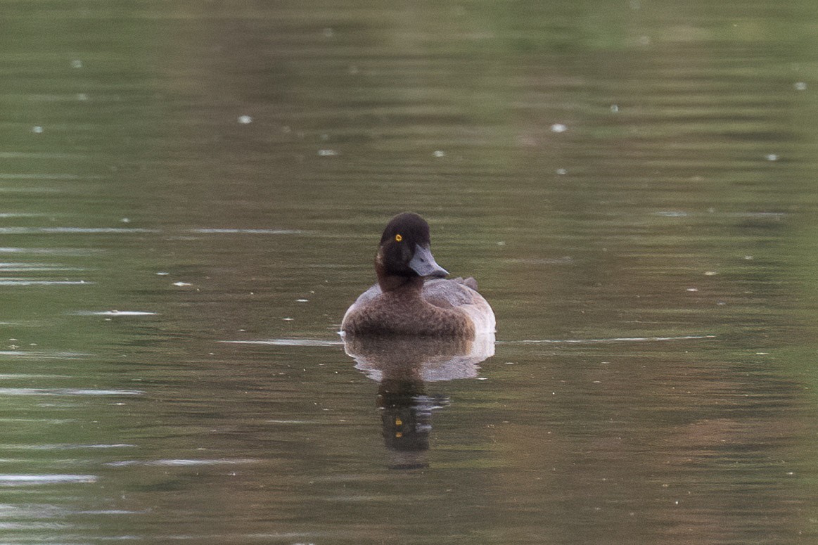 eBird Checklist - 9 Sep 2022 - IRWD San Joaquin Marsh & Wildlife ...