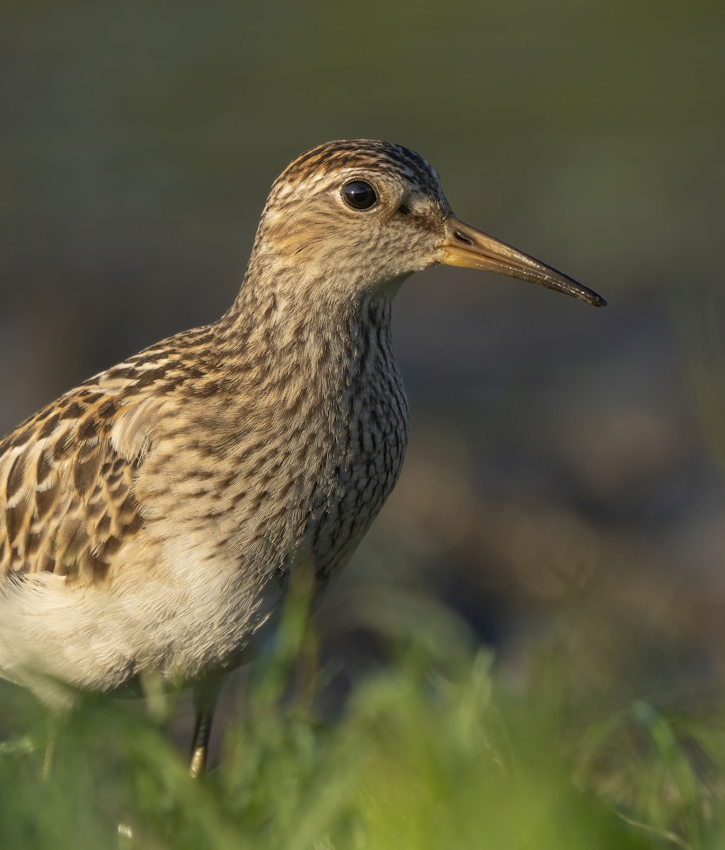eBird Checklist - 9 Sep 2022 - Palmyra Cove Nature Park - 46 species