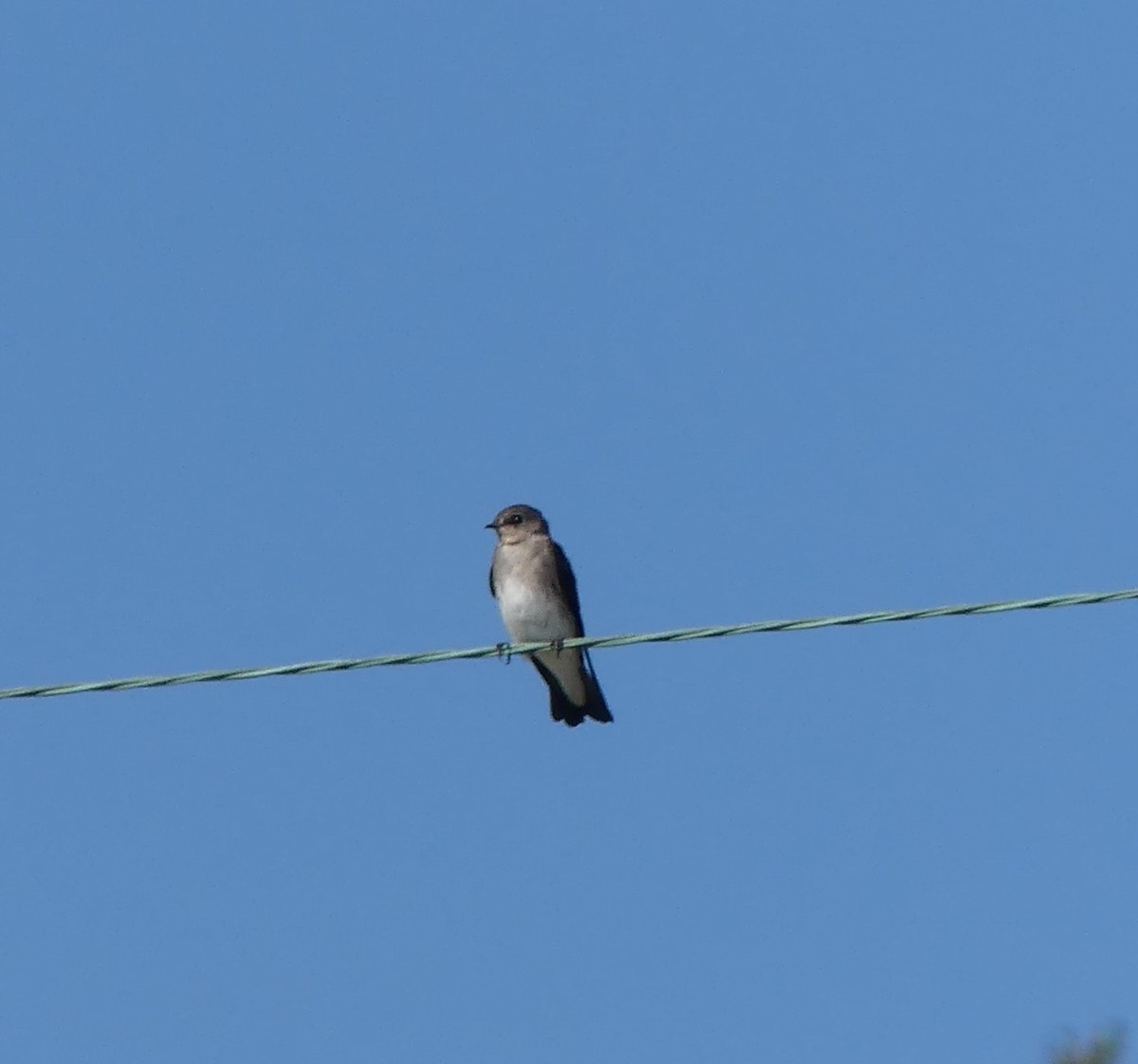 eBird Checklist - 9 Sep 2022 - Gibson Generating Station - 8 species ...