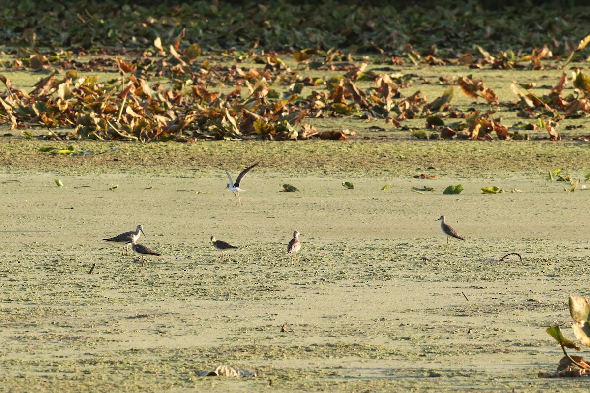 eBird Checklist - 9 Sep 2022 - Pymatuning SP--Fish Hatchery - 43 species
