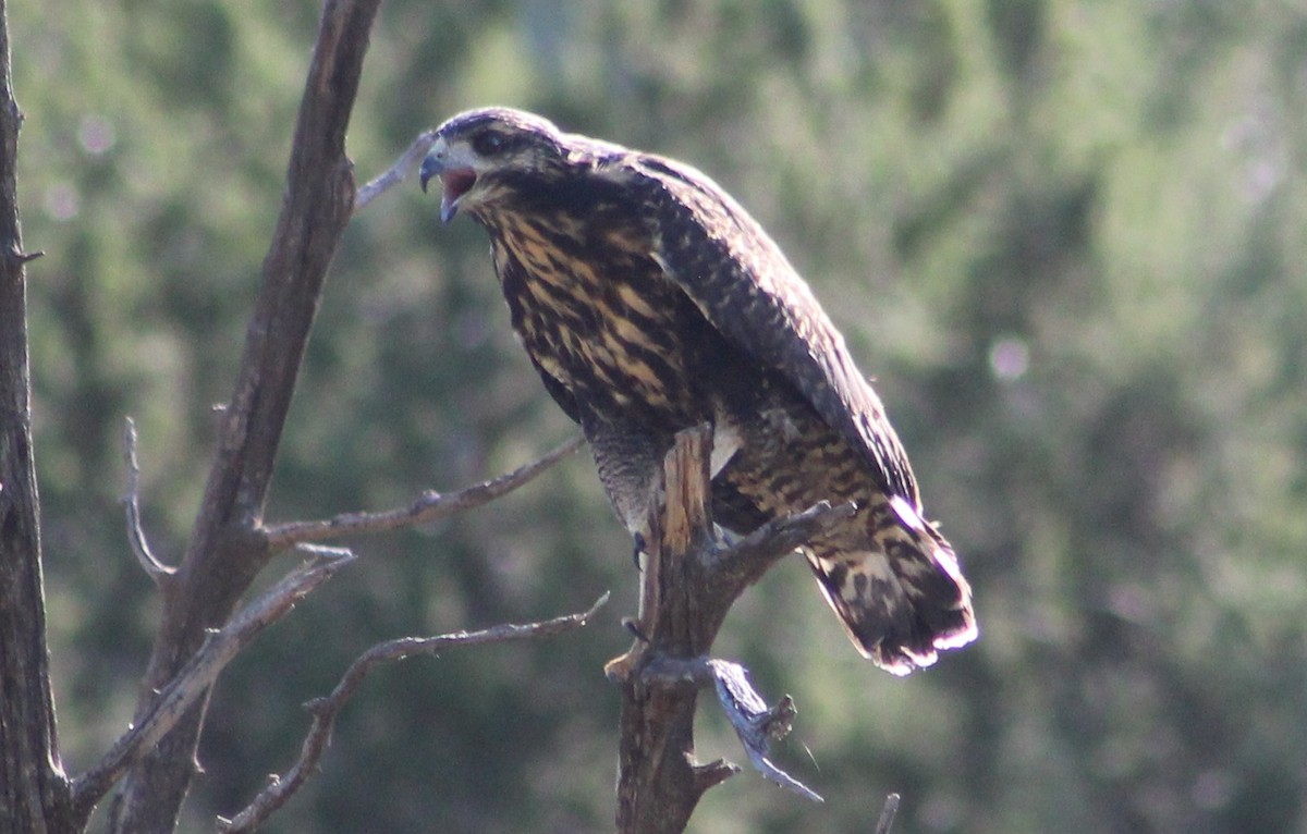 eBird Checklist - 2 Sep 2022 - Sycamore Creek--upper Beeline Hwy - 65 ...