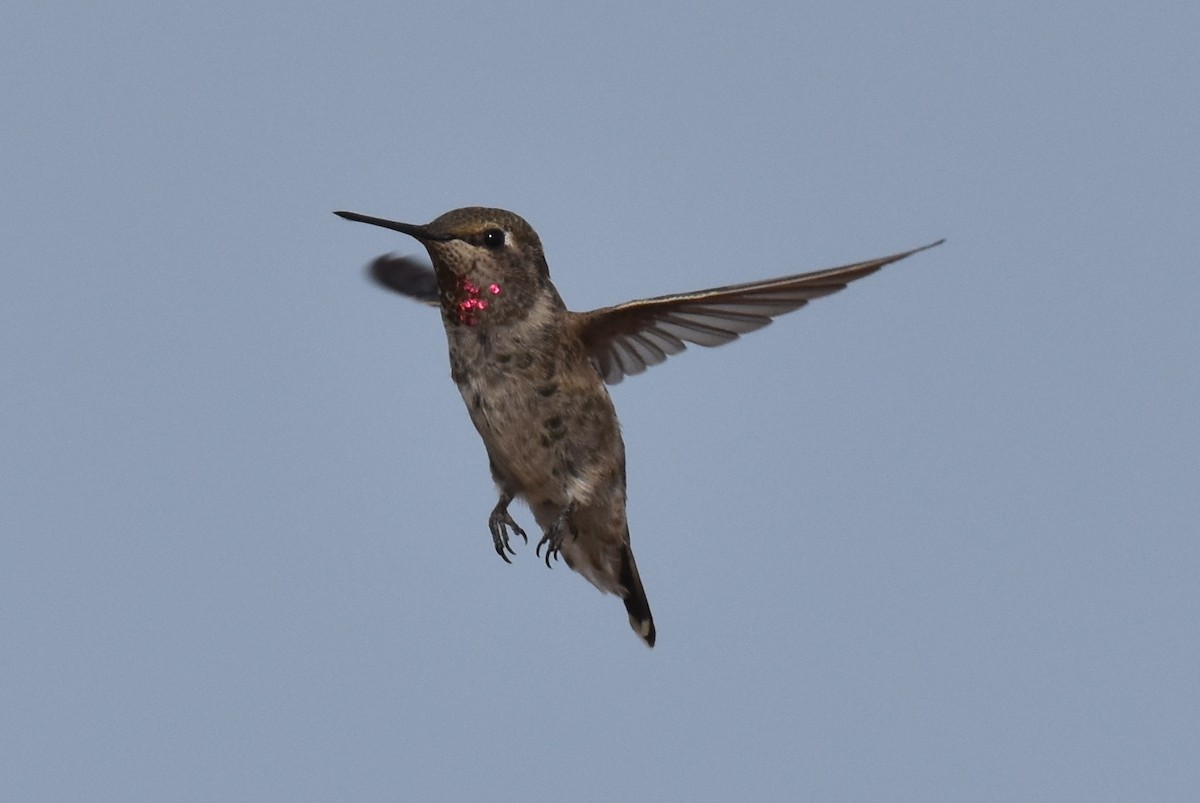 eBird Checklist - 9 Sep 2022 - Piute Ponds (permit required) - 94 ...