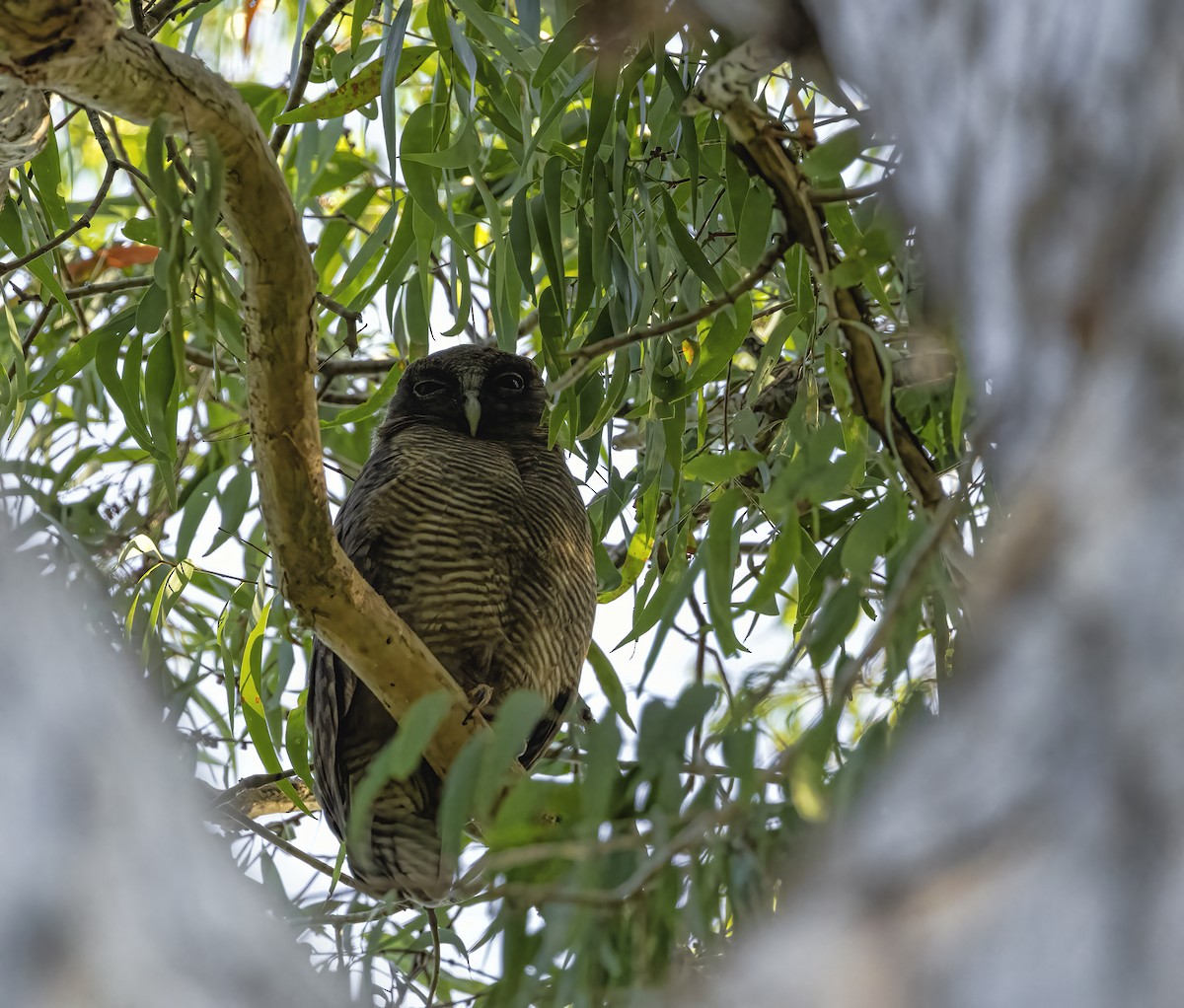 ML482770981 - Rufous Owl - Macaulay Library