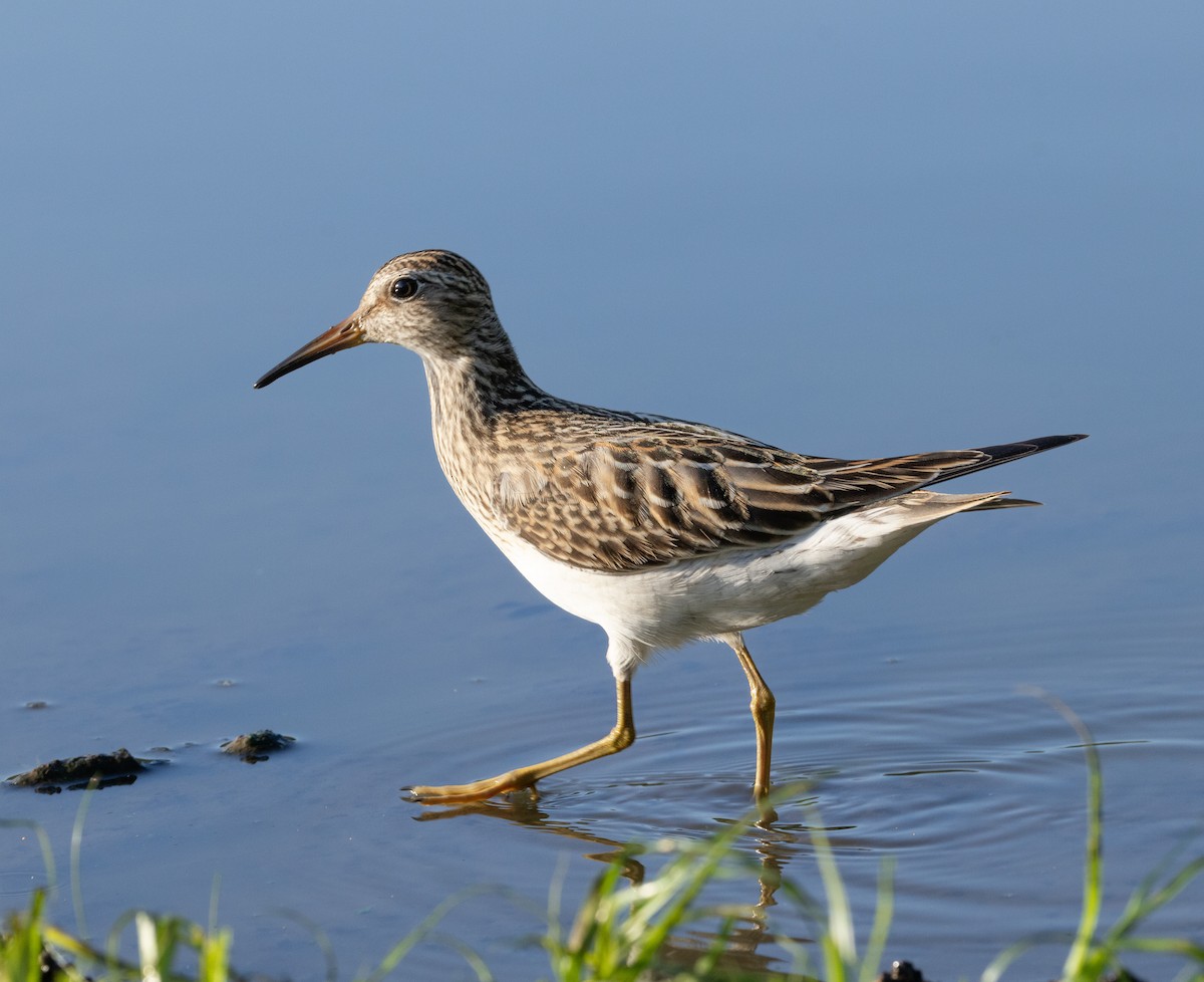 eBird Checklist - 9 Sep 2022 - Palmyra Cove Nature Park - 26 species
